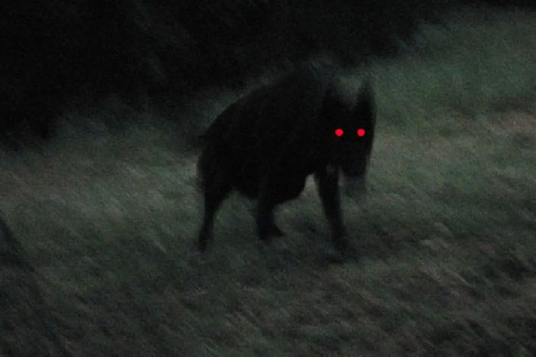 10 Petrifying Details Surrounding The Navajo Skinwalker | Factionary