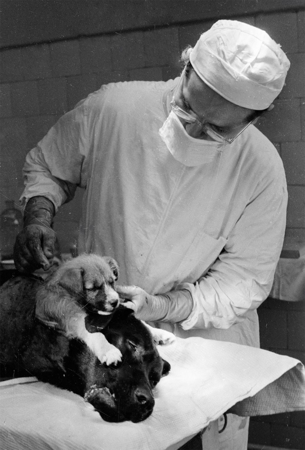 10 Immoral Truths About Vladimir Demikhov’s Two-Headed Dog | Factionary