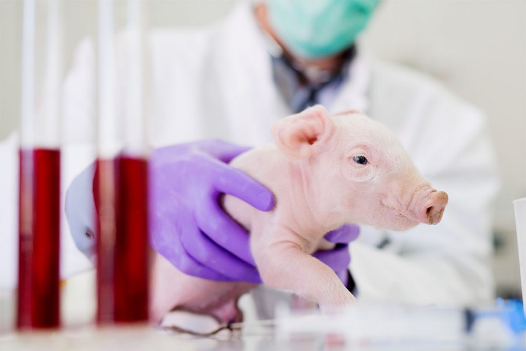 10 Bizarre Facts About The Human-Pig Hybrid Scientists Created In A ...
