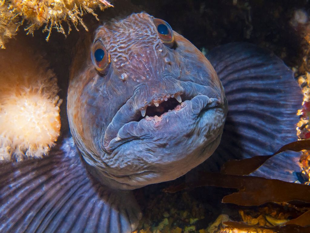 10 Petrifying Real-Life Sea Creatures That Will Haunt Your Dreams ...