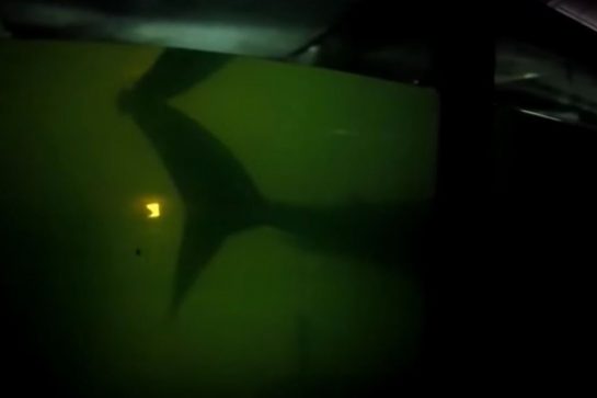 10 Unbelievable Details Surrounding Rosie The Shark The Preserved Great White Found In An