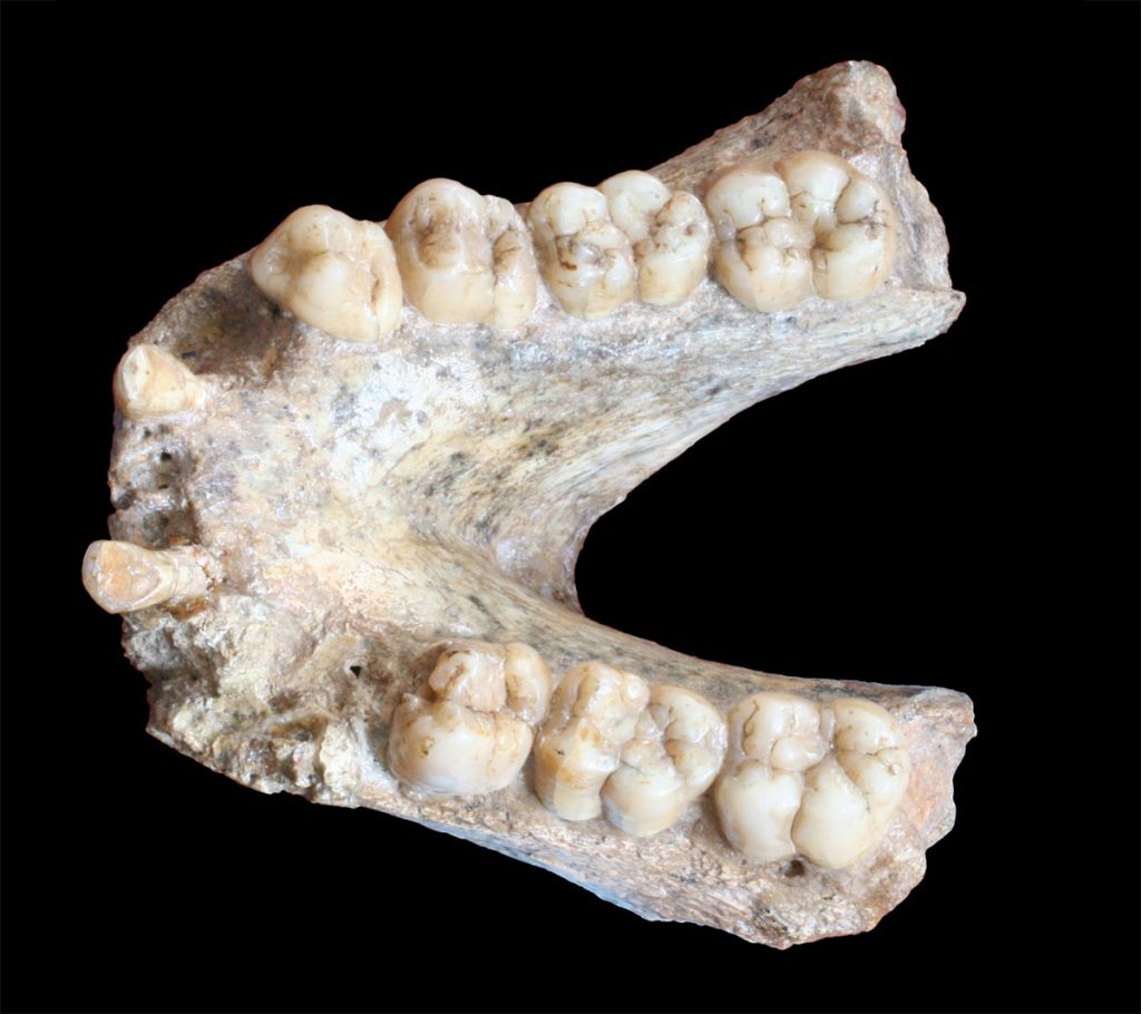 10 Enormous Details Surrounding Gigantopithecus, The Largest Ape That ...